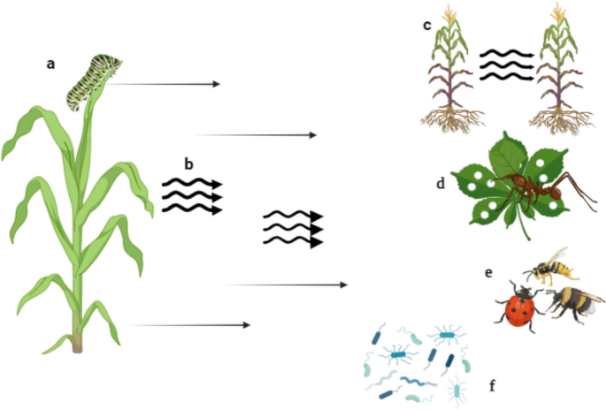 Deciphering the role of herbivore-induced plant volatiles (HIPVs) in ...