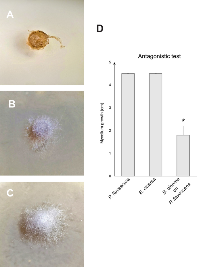 Fungal endophytes from wild Solanum torvum seeds: diversity and ...