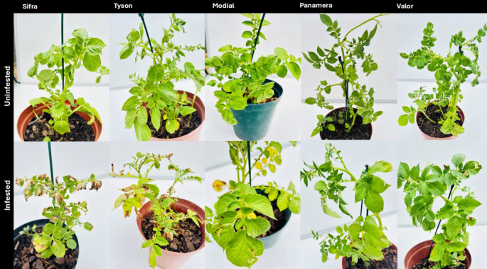 Phthorimaea absoluta in potato cultivars: tolerance analysis and ...