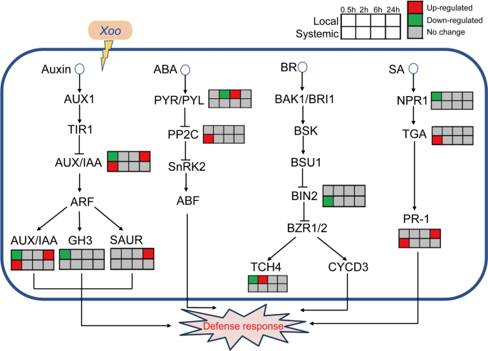 Spatiotemporal transcriptomic dynamics of rice defense under bacterial ...