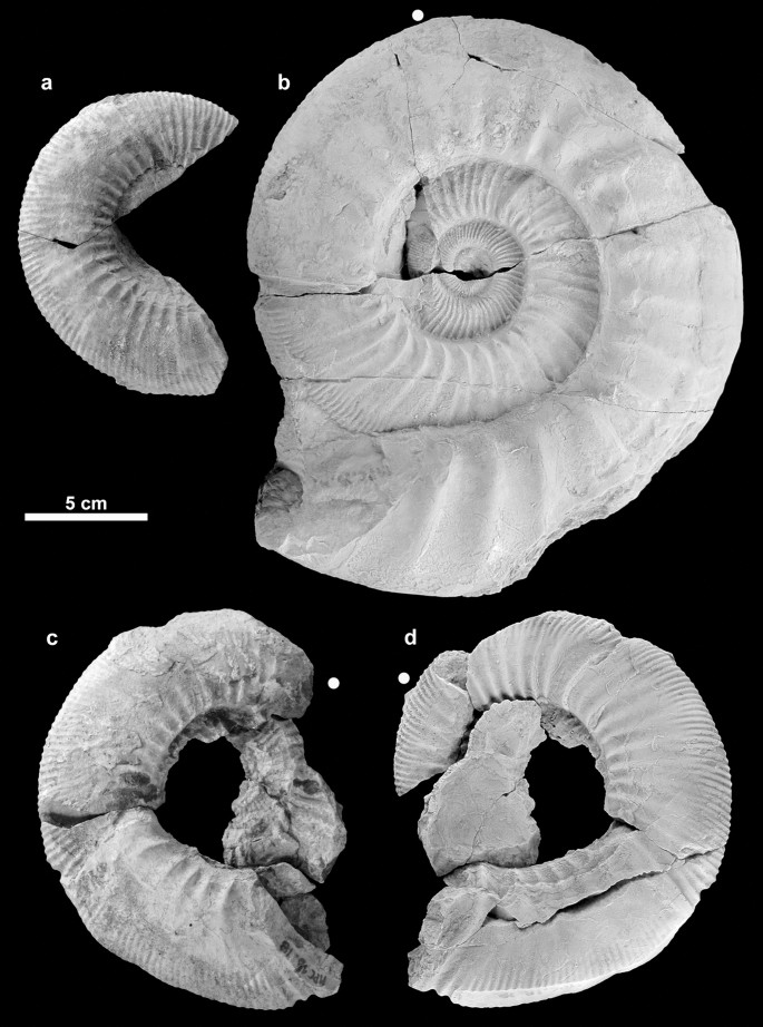 Update of the dimorphic genus Olorizia (Ataxioceratidae, Ammonitina ...