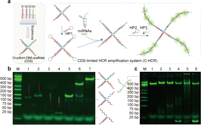 DNA Scaffold-Enhanced Hybrid Chain Reaction for Molecular Diagnosis of ...