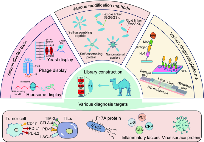 Advances of Nanobody-Based Immunoassay Platforms: Promising Diagnosis Tools | Journal of ...