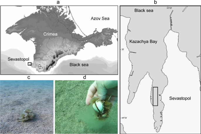 Accumulation of Polychlorinated Biphenyls and Their Effects on ...