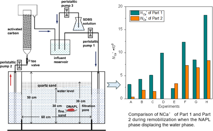 Influence of Trapping Forces on the Morphological Redistribution of ...