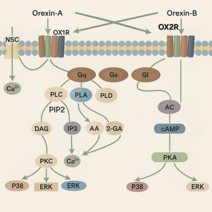 Orexin Receptor Antagonists and Insomnia | Sleep and Vigilance