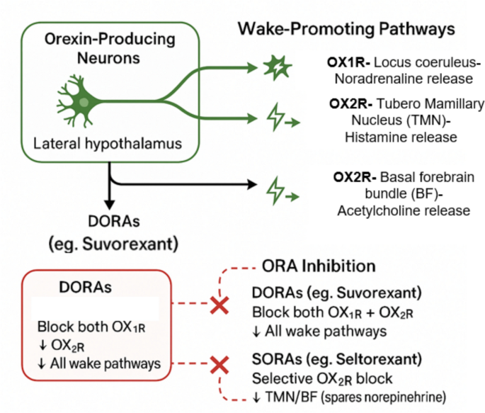 Orexin Receptor Antagonists and Insomnia | Sleep and Vigilance