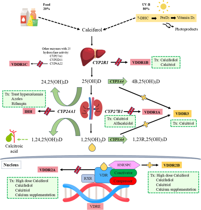Hereditary disorders of vitamin-D metabolism and its receptor | Hormones