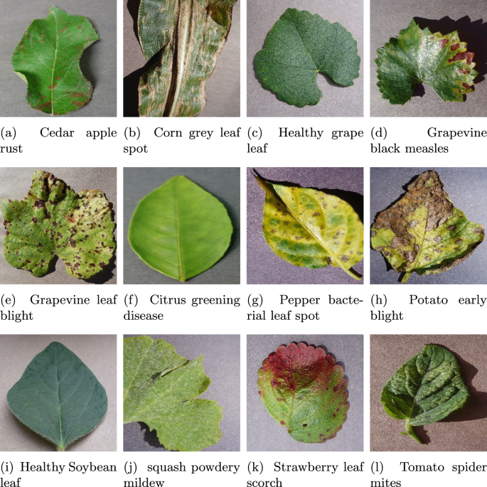 HyFPlantNet: hybrid feature-based plant disease classification network ...