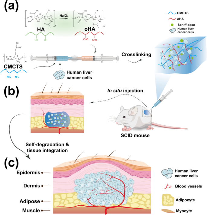 Homogeneously cross-linked in situ hydrogel enclosing high-density ...