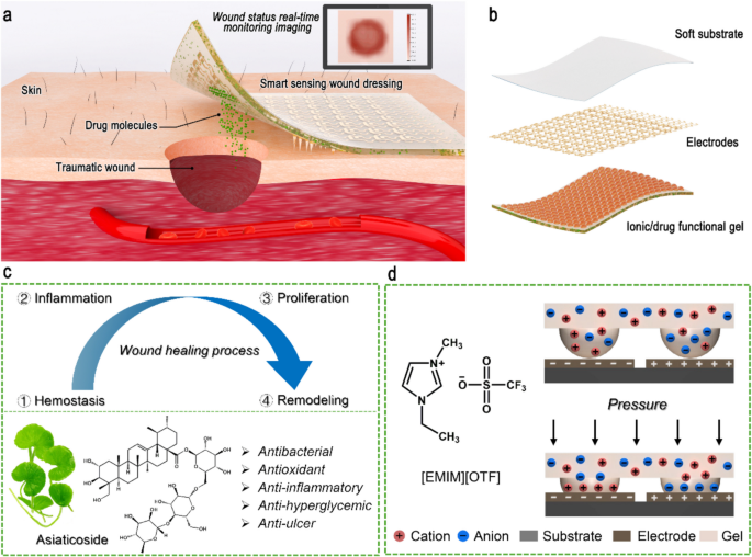 Multifunctional Janus organic hydrogel enables in situ wound visual ...