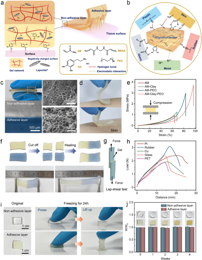 Multifunctional Janus organic hydrogel enables in situ wound visual ...