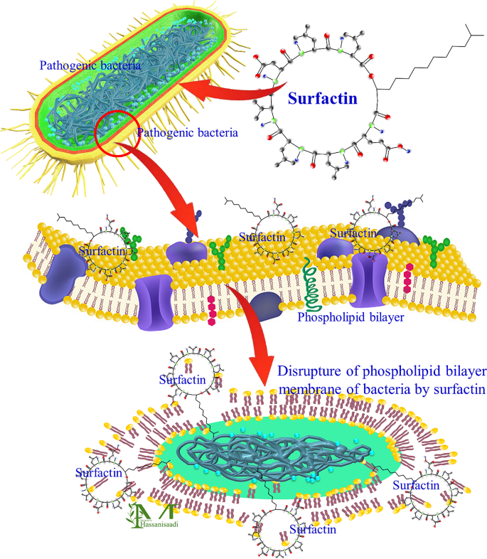 Surfactin as a multifaceted biometabolite for sustainable plant defense ...
