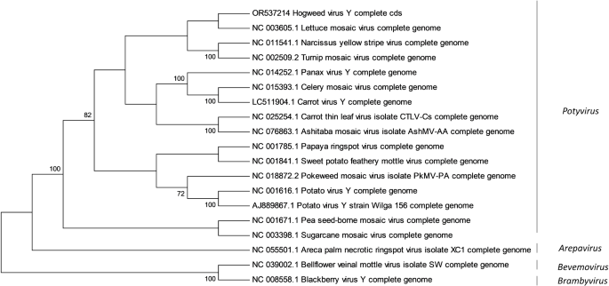 Coding genome of a novel potyvirus, hogweed virus Y (HogVY) | Journal ...