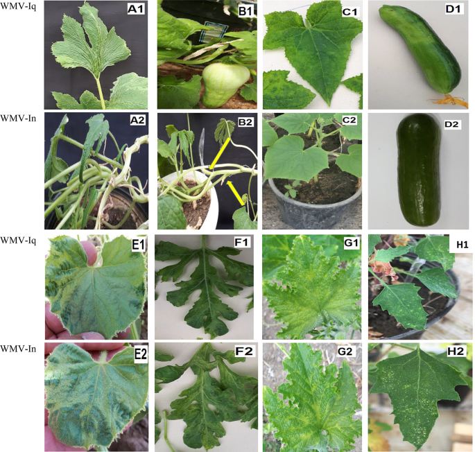 Genome sequence analysis of two recombinant isolates of watermelon ...