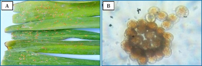 First report of rust disease caused by Puccinia Porri on Egyptian leek ...
