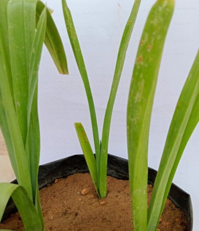 First report of rust disease caused by Puccinia Porri on Egyptian leek ...
