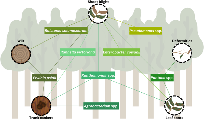 Key bacterial pathogens causing diseases in Eucalyptus | Journal of ...