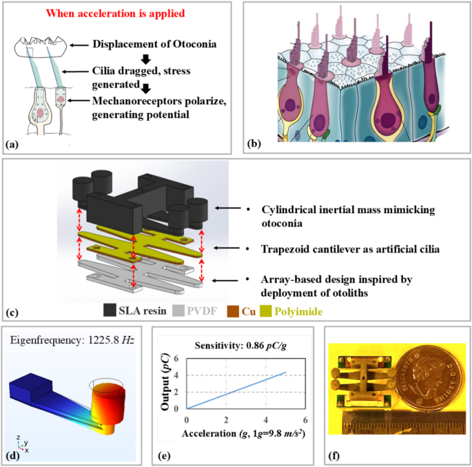 Tactile Sensor for Subcutaneous Vocal Organ Vibrations Inspired by ...