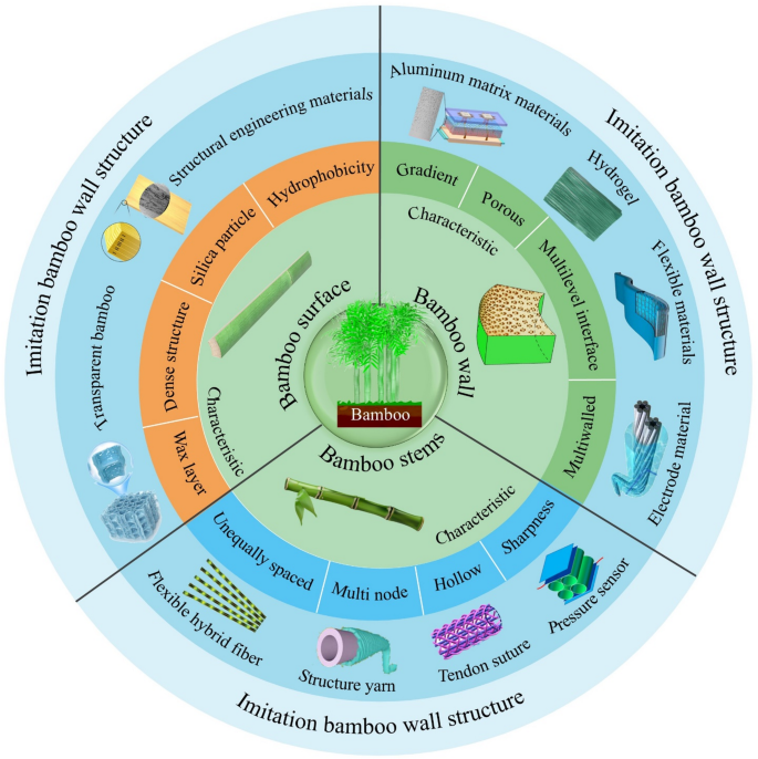 Structural Characteristics of Bamboo and Research Progress in Bamboo ...