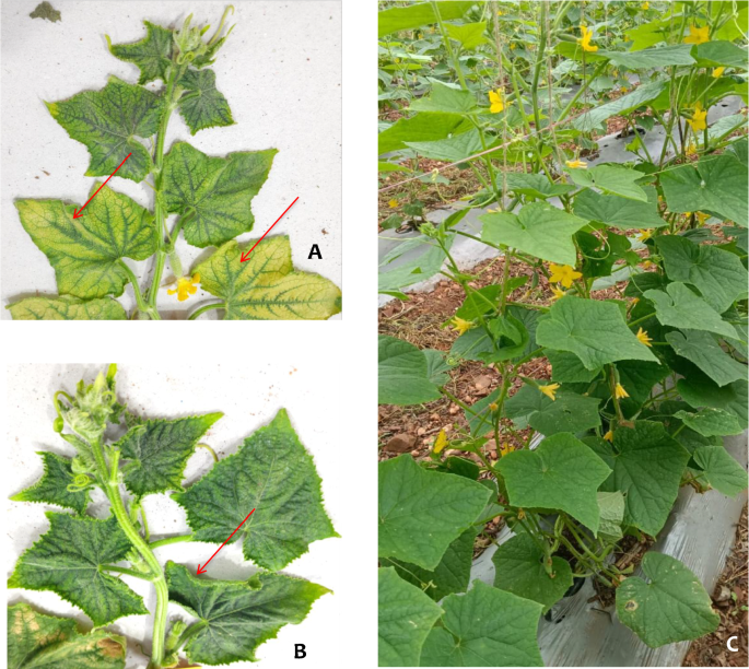 Tomato leaf curl New Delhi virus associated with leaf curl and yellow ...