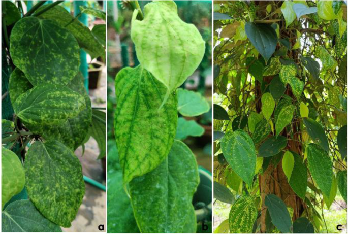 Current status of viral and phytoplasma diseases of black pepper ...