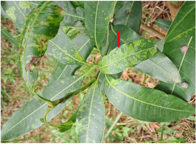 First record of tomato leaf curl New Delhi virus causing mosaic disease ...