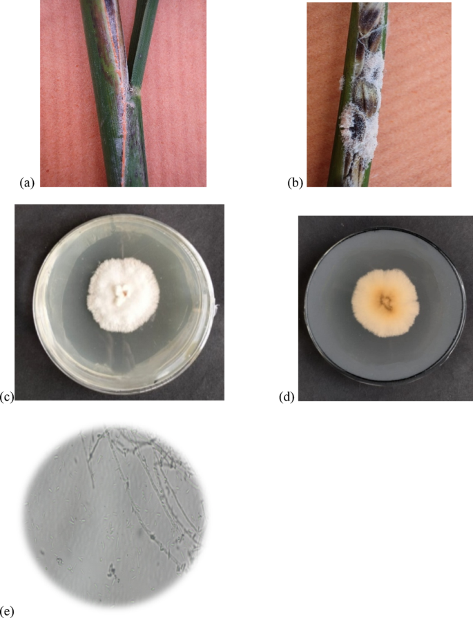The rice sheath rot complex: an emerging multifaceted disease threat ...