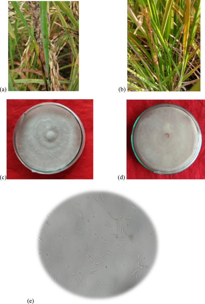 The rice sheath rot complex: an emerging multifaceted disease threat ...