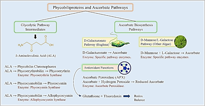 Harnessing microalgae as a bioresource for nutraceuticals: advancing ...