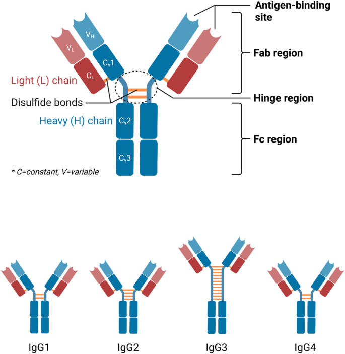 Structure–function relationships of human IgG subclasses: implications ...
