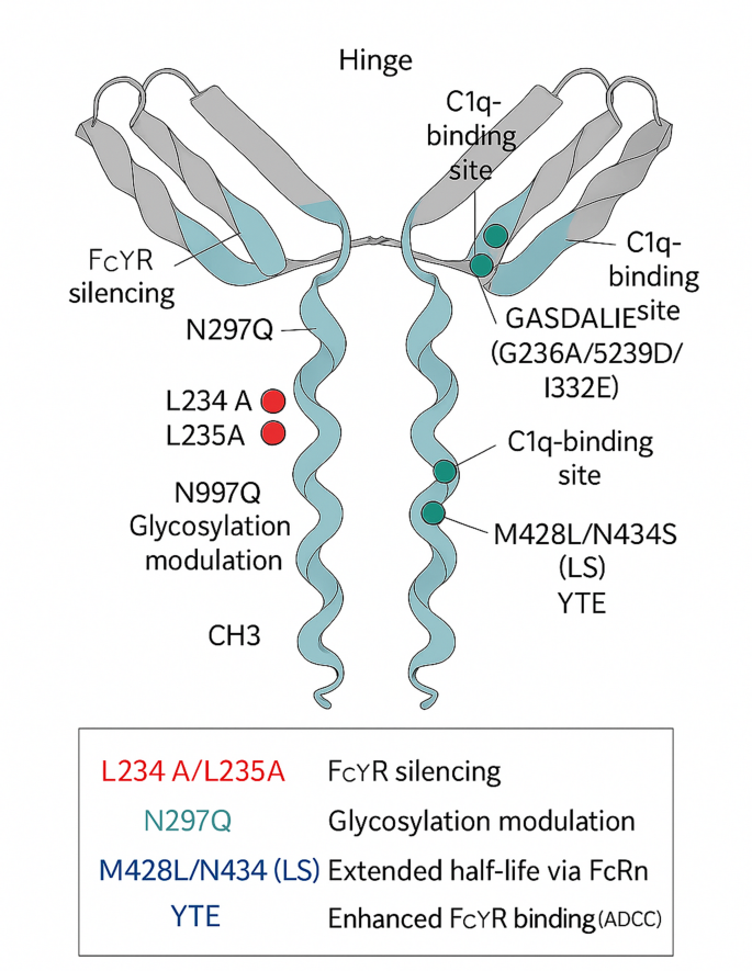 Structure–function relationships of human IgG subclasses: implications ...