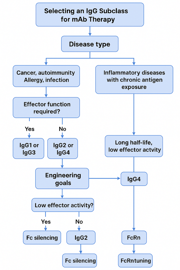 Structure–function relationships of human IgG subclasses: implications for therapeutic antibody ...