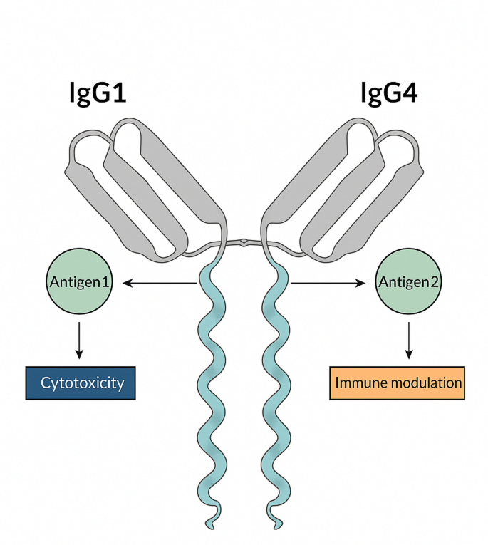 Structure–function relationships of human IgG subclasses: implications for therapeutic antibody ...