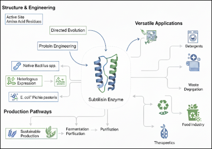 Subtilisin: a bibliometric and comprehensive review of its structure ...