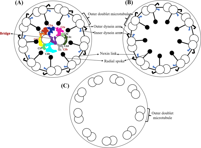 ASH: a new protein domain on the horizon | Journal of Proteins and ...