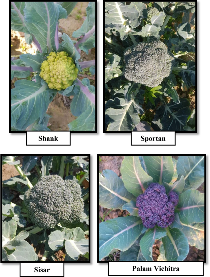 Comparative study on growth and productivity in broccoli cultivars with ...