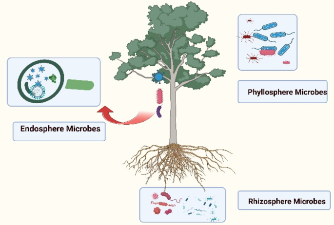 Unveiling the microbiome marvels for its role in plant defence and ...