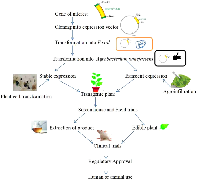 Plant molecular pharming in Africa for sustainable health and economic ...