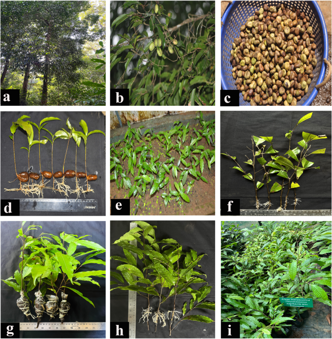 In situ conservation of Atuna travancorica: a critically endangered ...