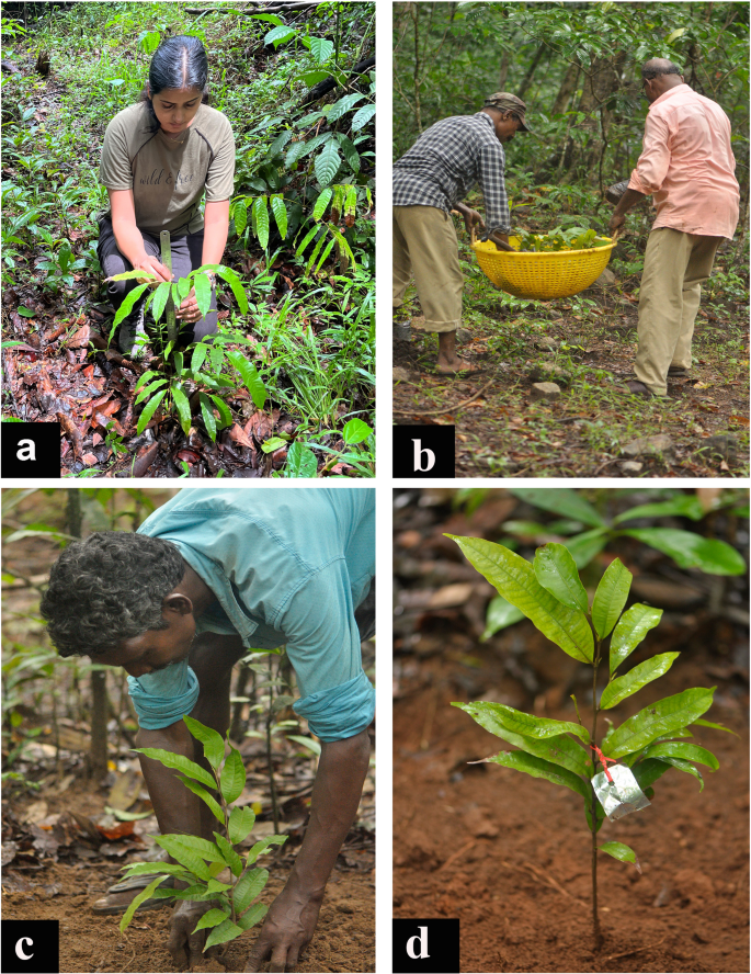 In situ conservation of Atuna travancorica: a critically endangered ...