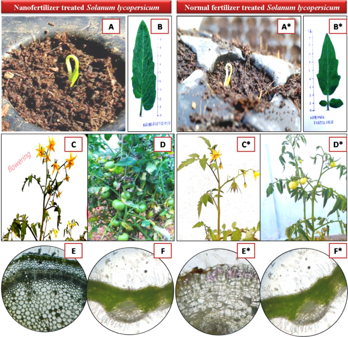 Synthesis of Musa acuminata nanofertilizer and its impact on ...