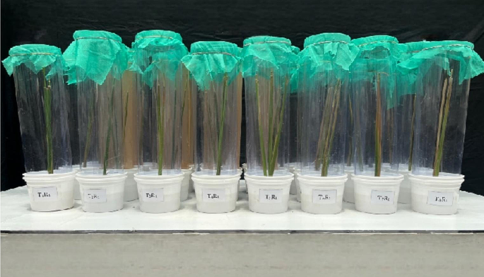 Baseline susceptibility of brown planthopper (Nilaparvata lugens ...