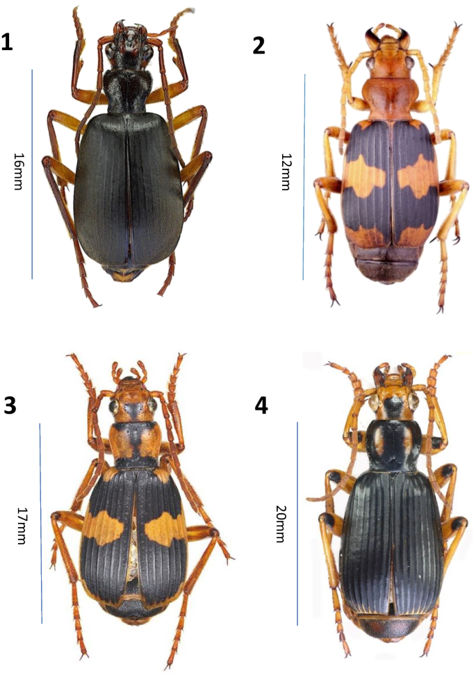 Biodiversity assessment of ground beetles in Mount Nacolod Forest ...