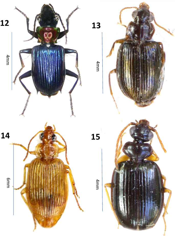 Biodiversity assessment of ground beetles in Mount Nacolod Forest ...