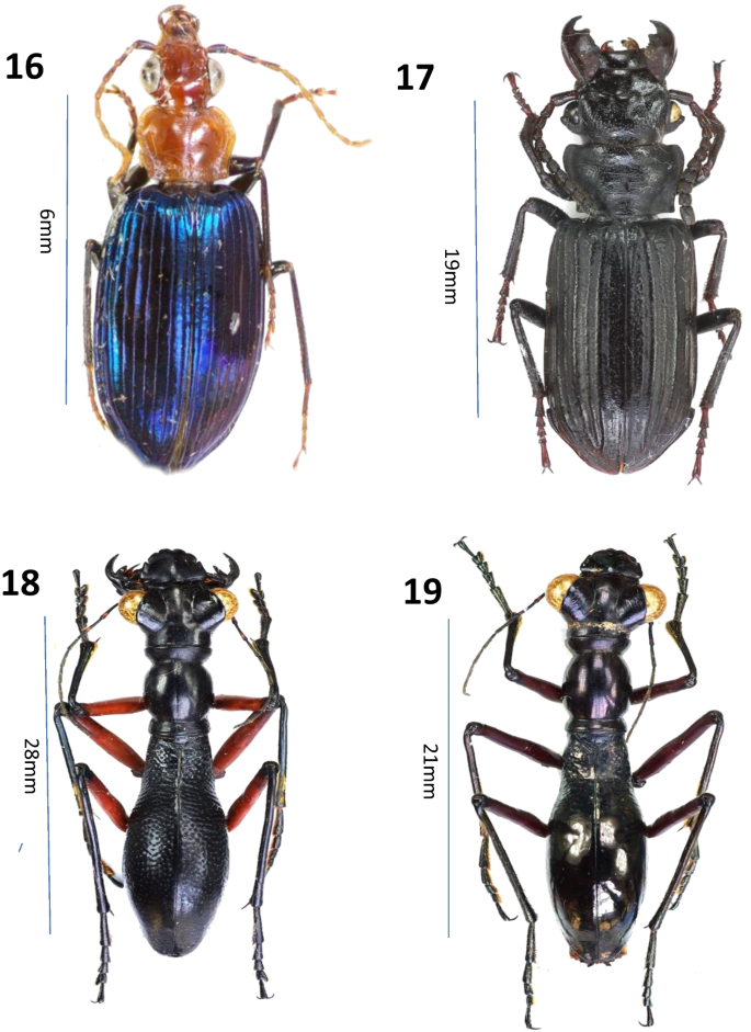 Biodiversity assessment of ground beetles in Mount Nacolod Forest ...
