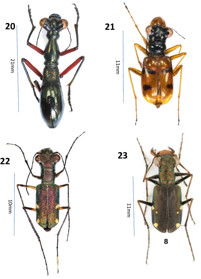 Biodiversity assessment of ground beetles in Mount Nacolod Forest ...