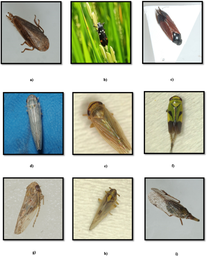 Diversity and abundance of rice hopper complex under natural farming in ...