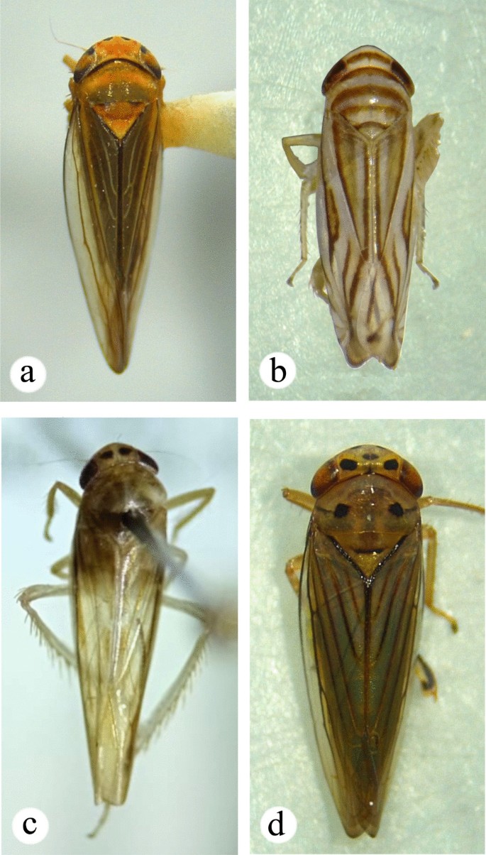 New canopy Central American leafhopper records from Costa Rica ...