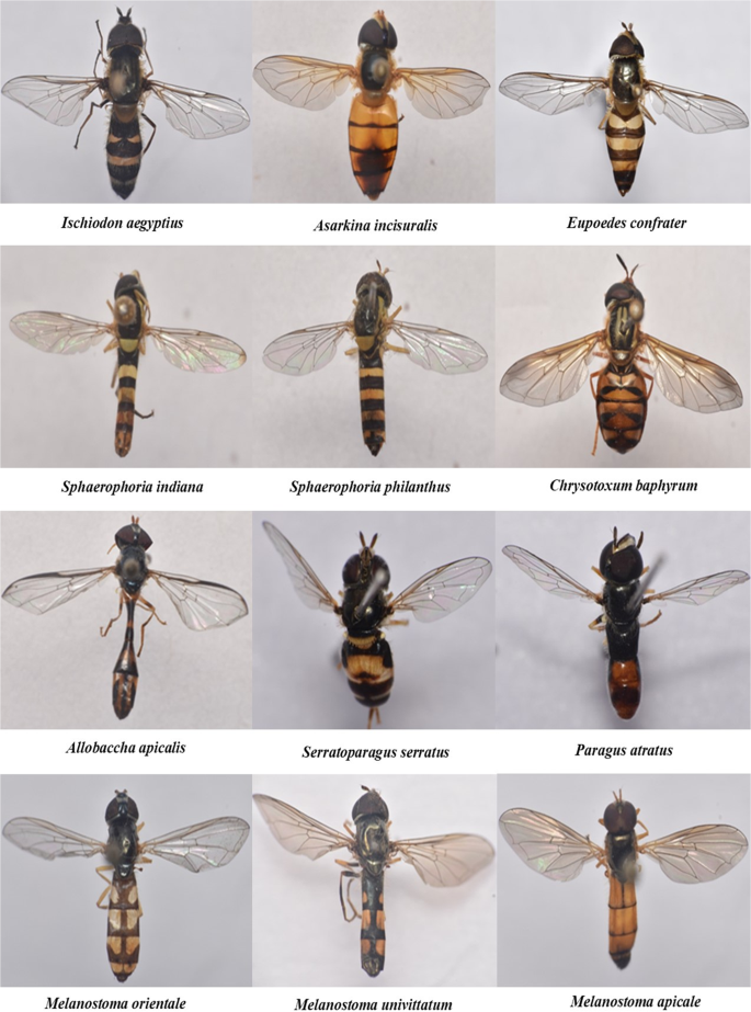 Unveiling the ecological importance of syrphid flies as flower visitor ...